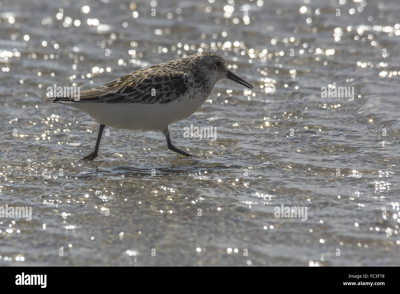 The beep hi-res stock photography and images - Alamy