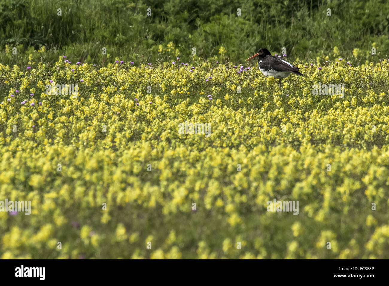 Colour contrast hi-res stock photography and images - Alamy