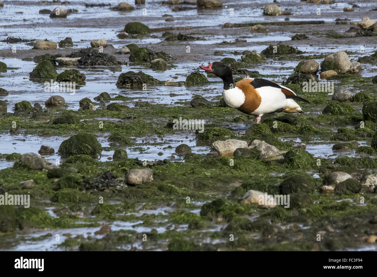 Frisian duck hi-res stock photography and images - Alamy