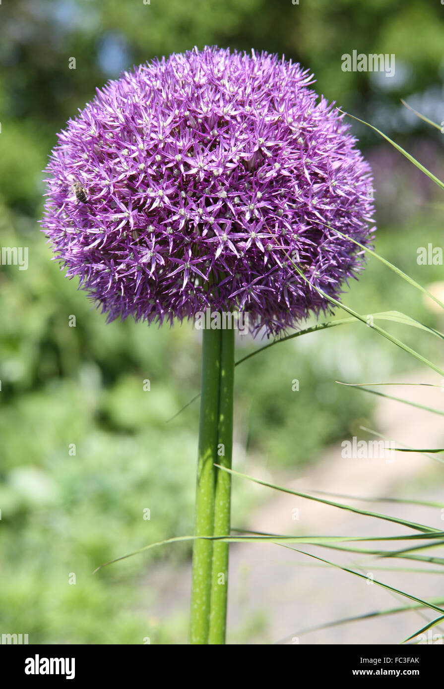 Fower yellow flowers hi-res stock photography and images - Alamy