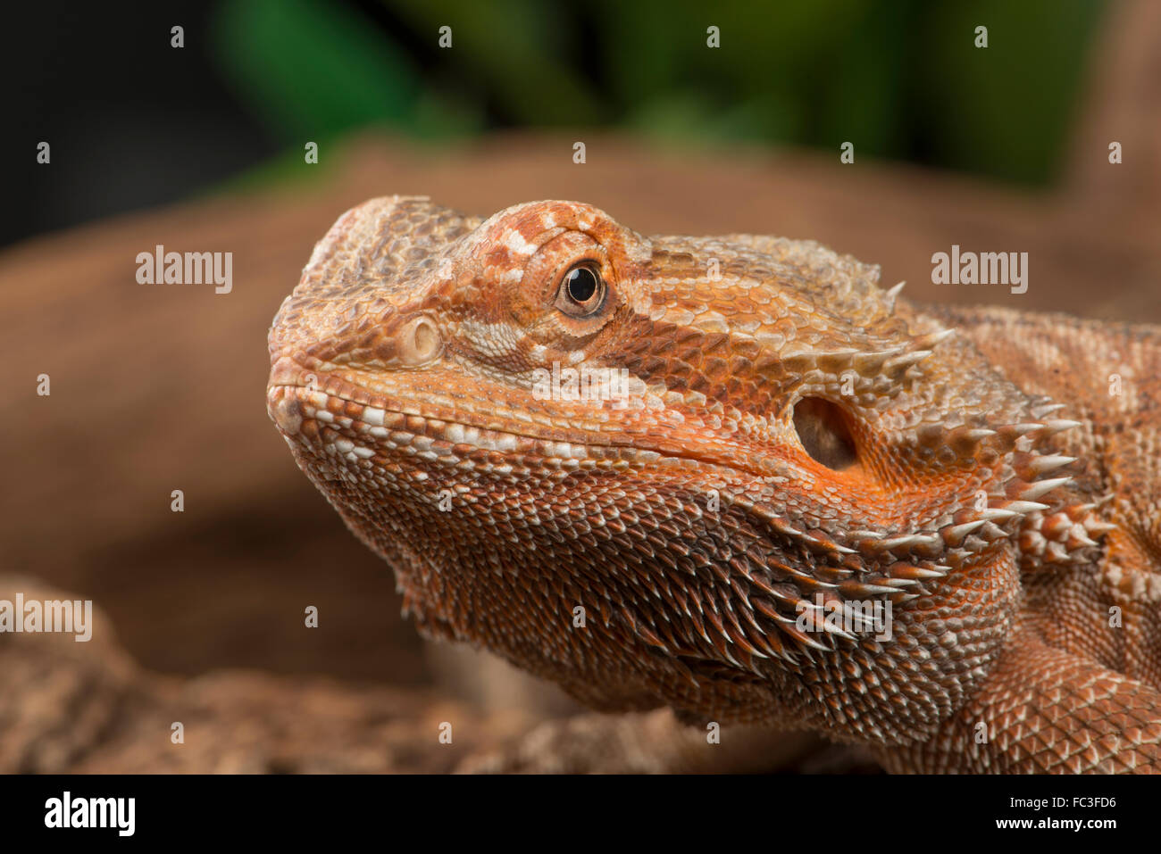 Bearded Dragon: Pogona sp Stock Photo - Alamy