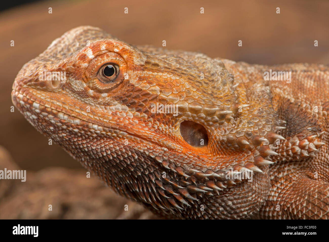 Bearded dragon lizard pogona hi-res stock photography and images - Alamy