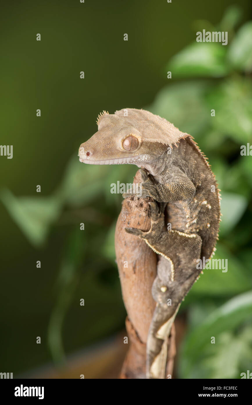 Giant gecko hi-res stock photography and images - Alamy