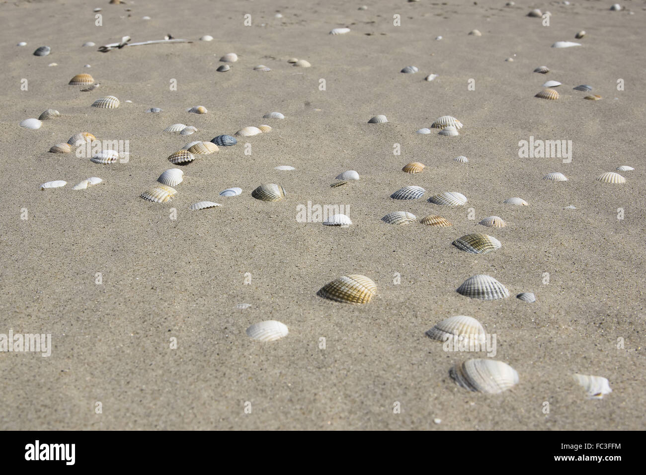 Struktur shell hi-res stock photography and images - Alamy