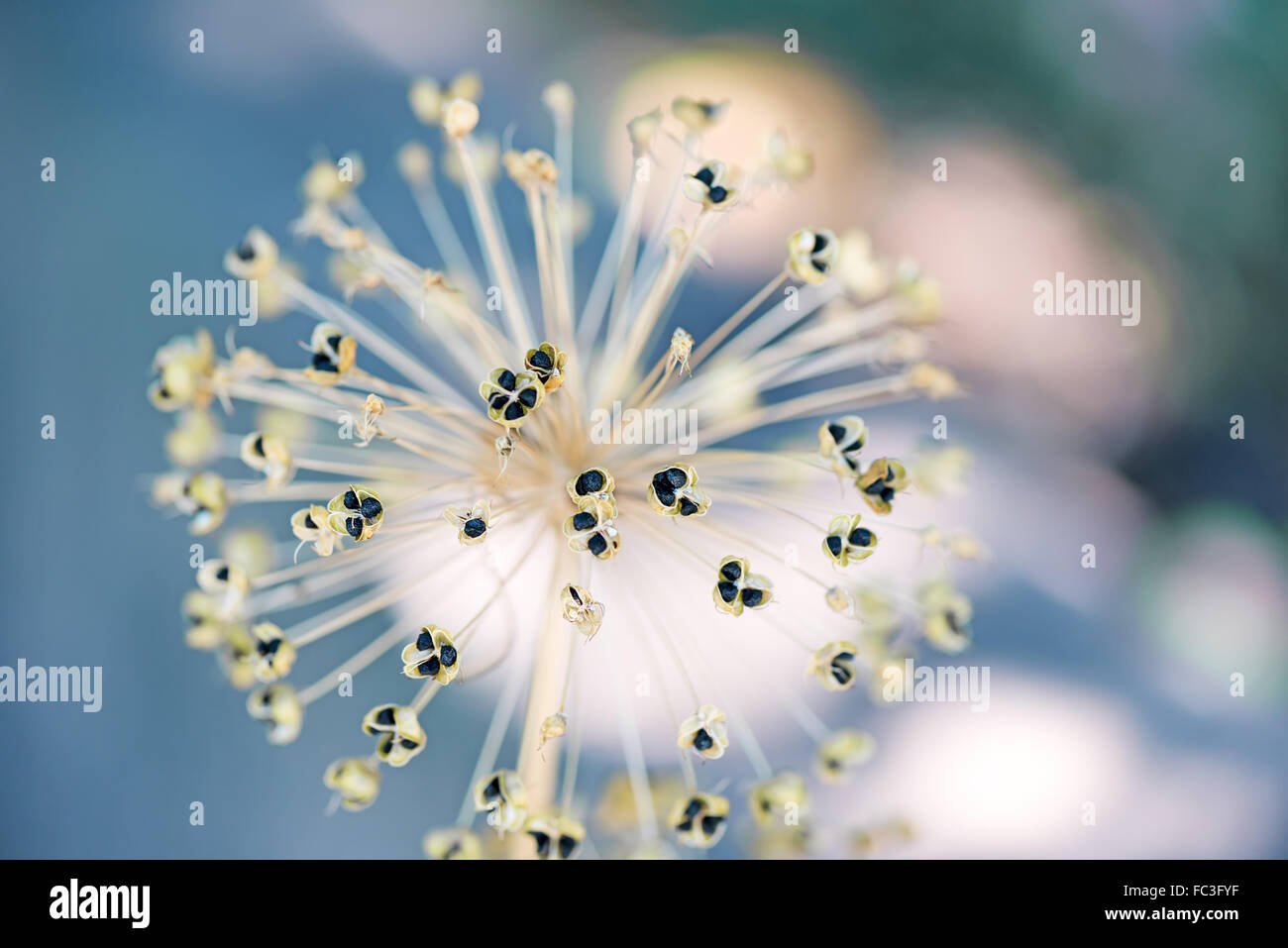 Black forest flowers hi-res stock photography and images - Alamy