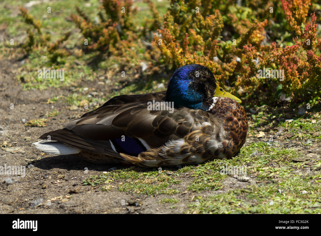 The blue mallard hi-res stock photography and images - Alamy