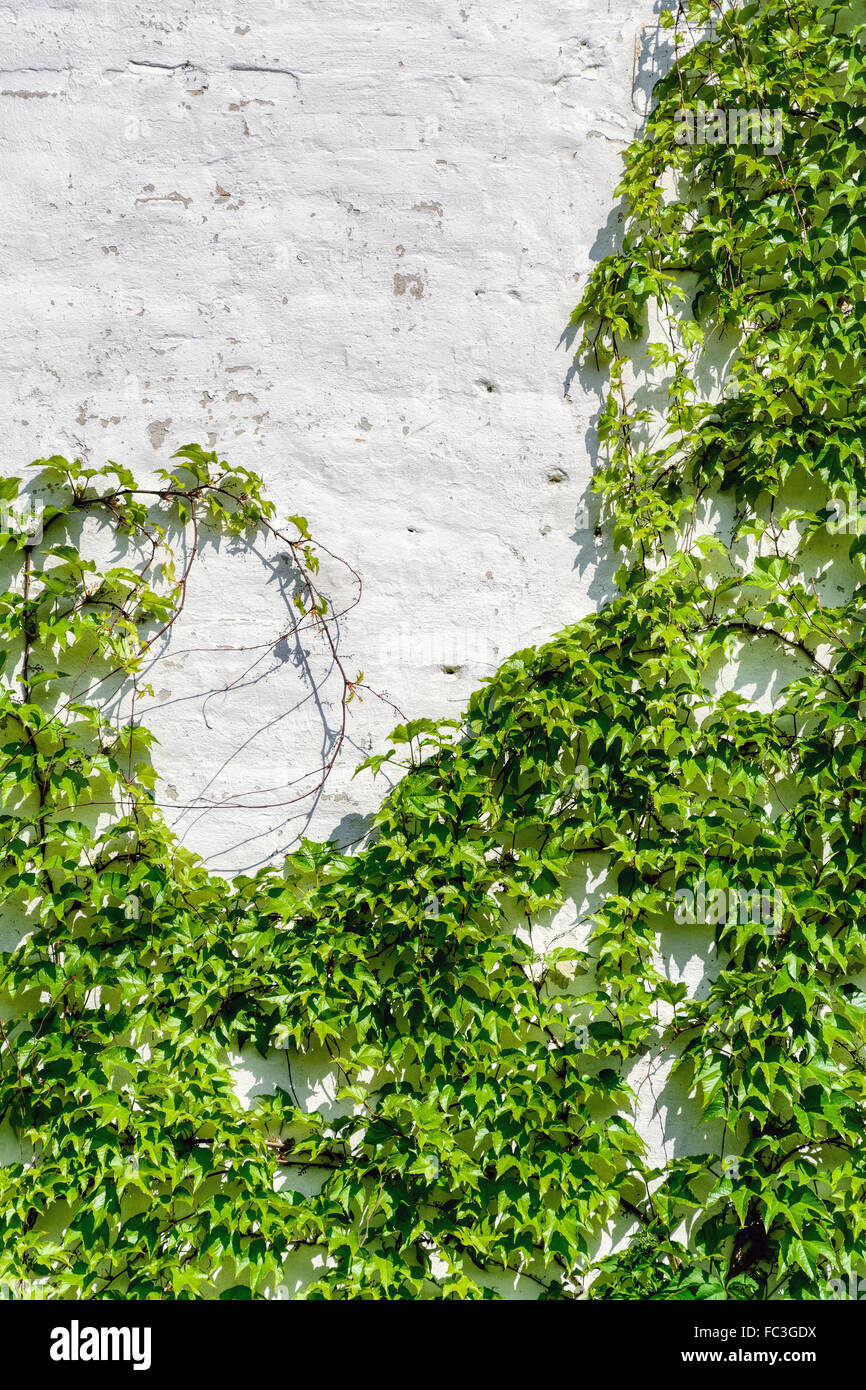 Grape ivy hi-res stock photography and images - Alamy