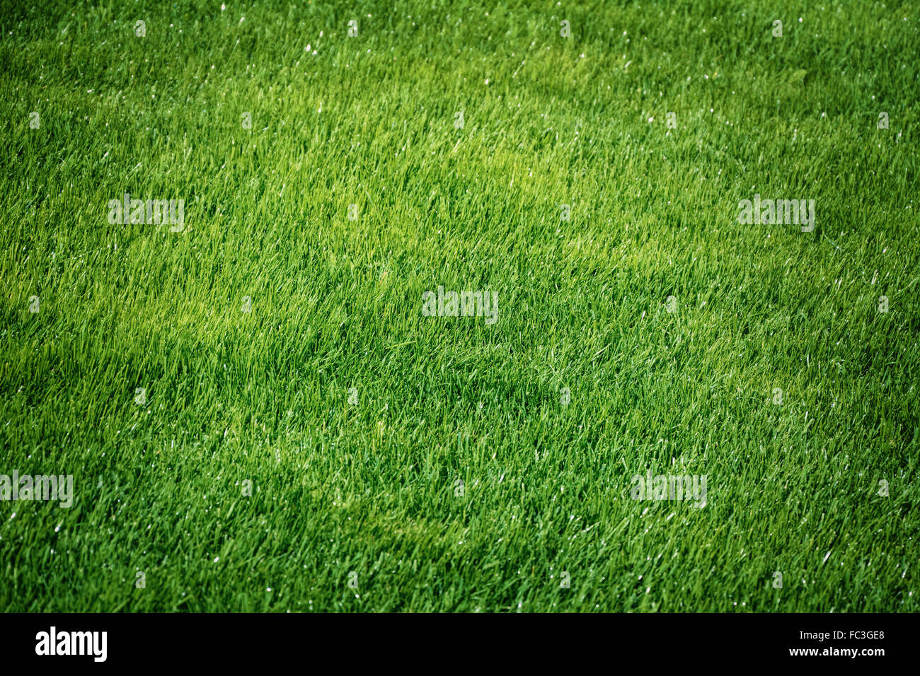 Grass plot hi-res stock photography and images - Alamy