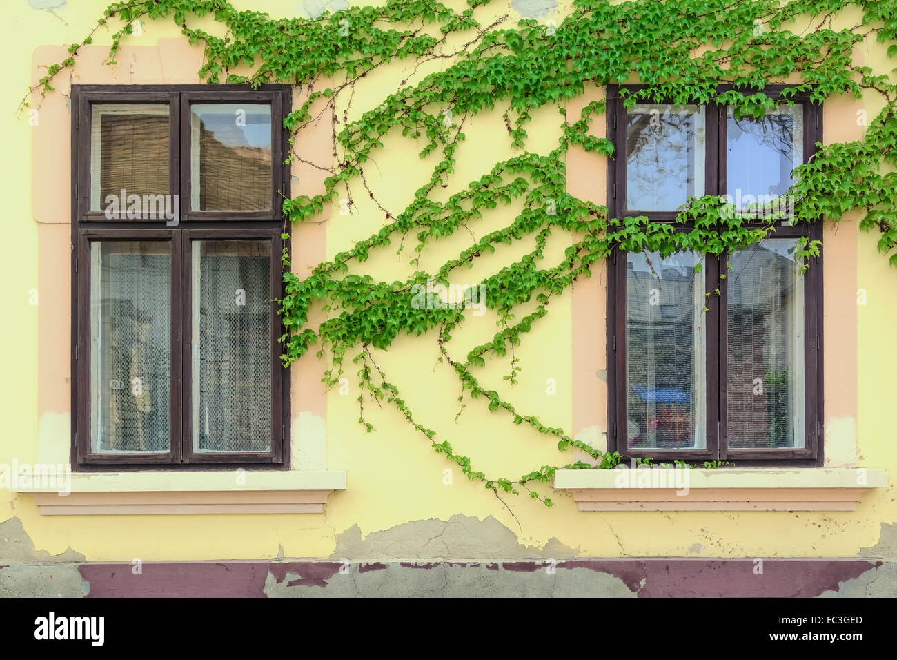 Windows covered by leaves hi-res stock photography and images - Alamy