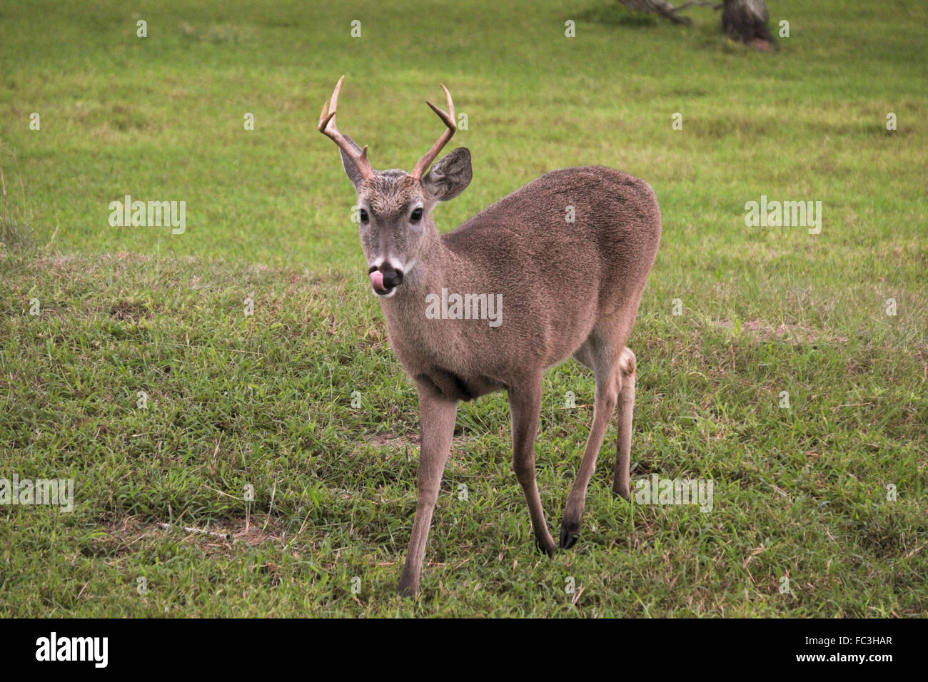 Male white tail deer licks his chops in Port Mansfield, Texas, USA ...