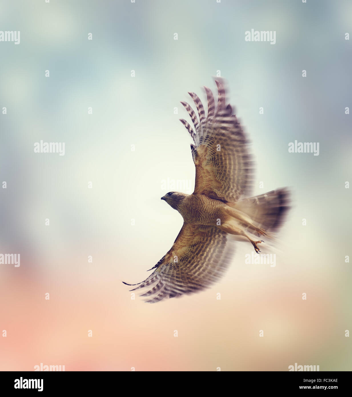 Red Shouldered Hawk Stock Photo - Alamy