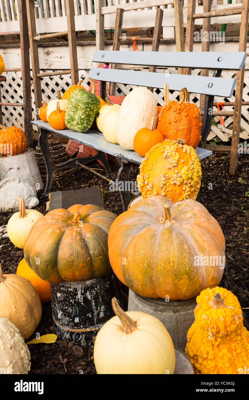 A display of autumn pumpkins and gourds in a shop in the historic ...