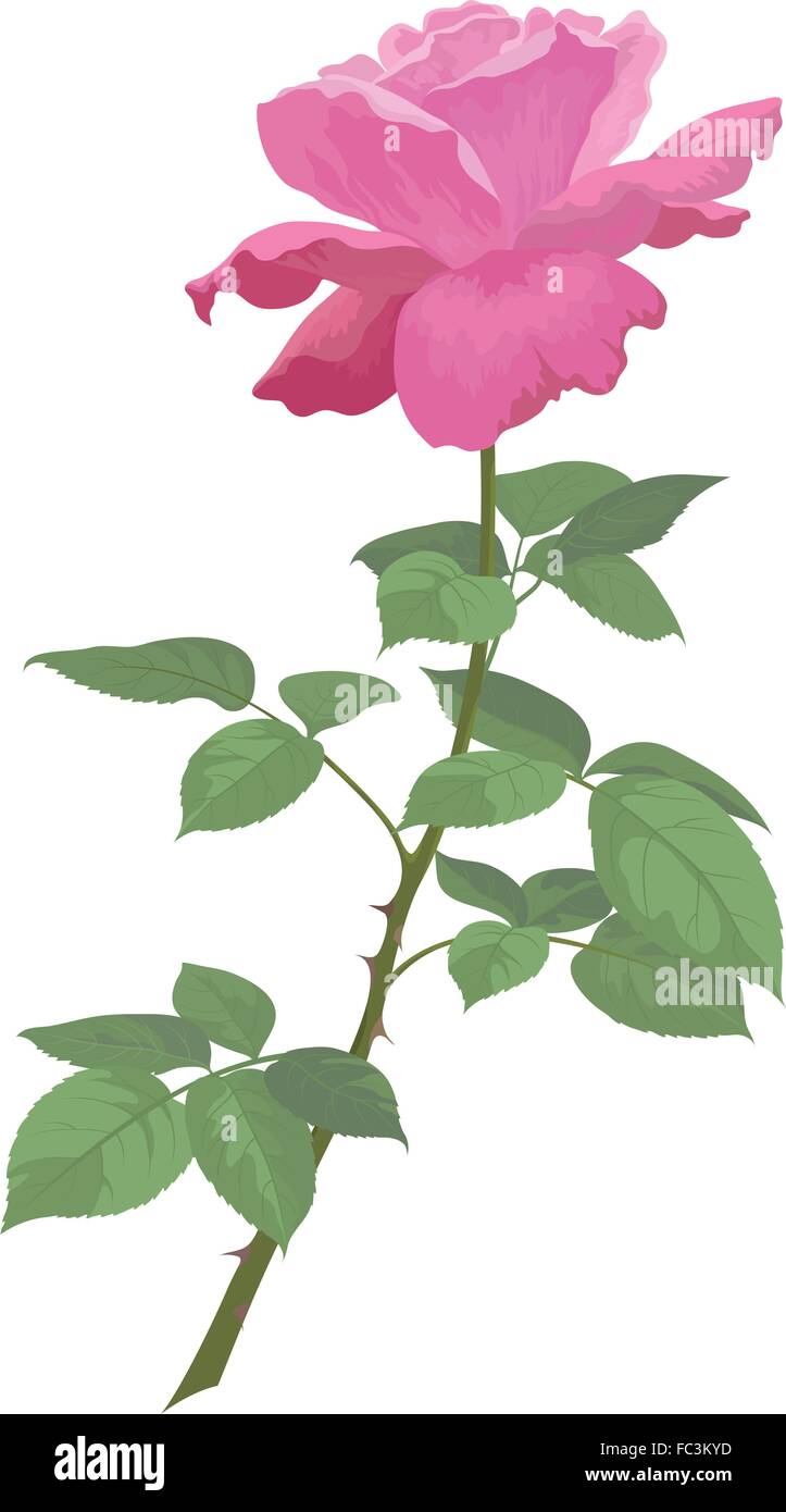 Vertical red garden flower Stock Vector Images - Alamy