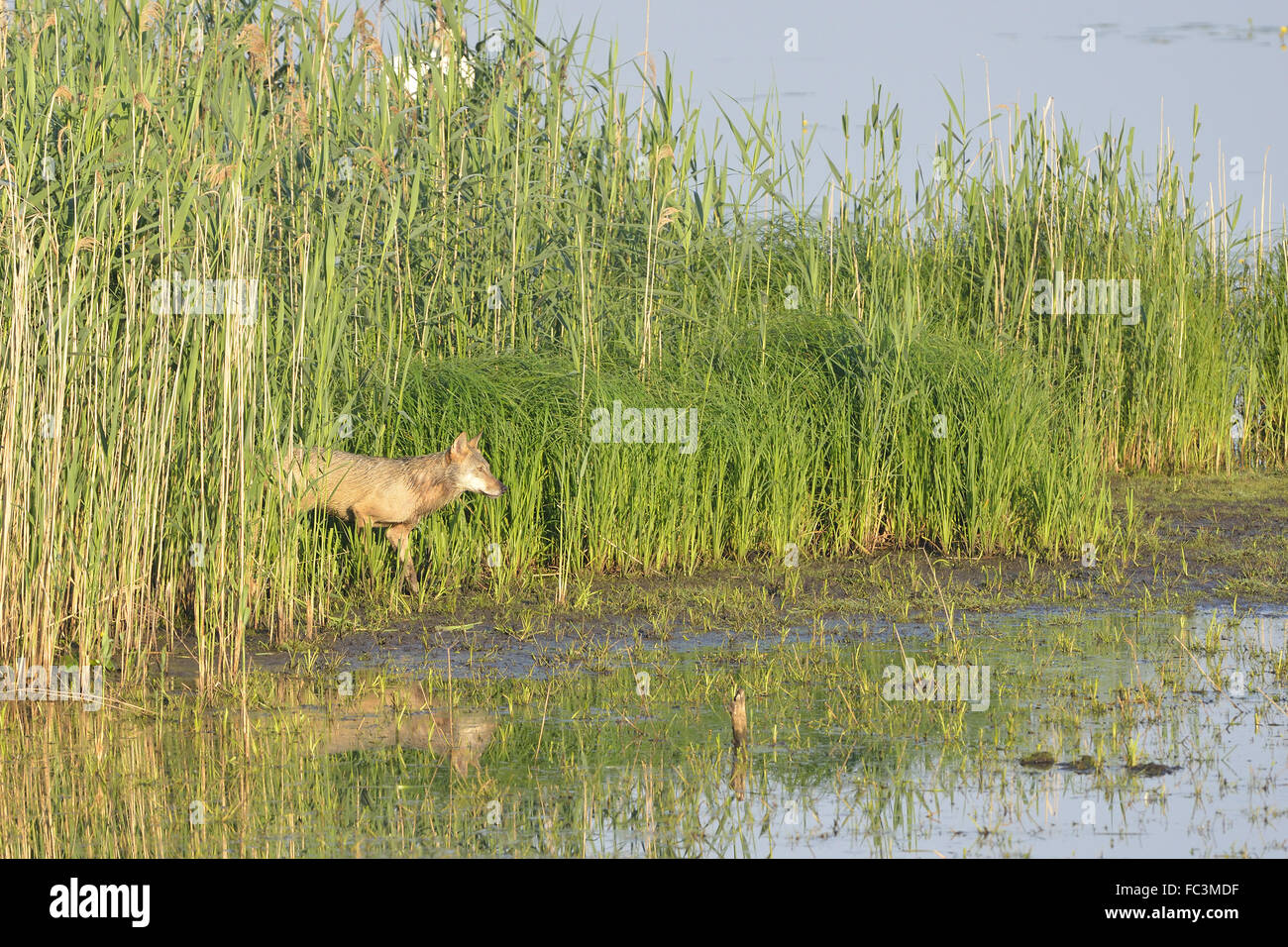 Europaeischer grauwolf hi-res stock photography and images - Alamy