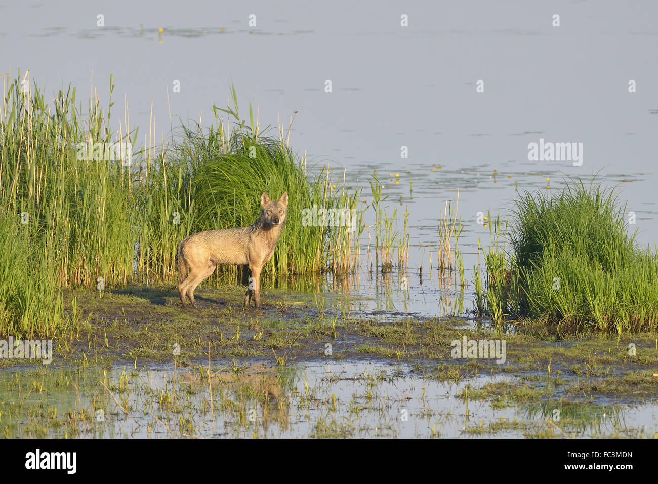 Europaeischer grauwolf hi-res stock photography and images - Alamy
