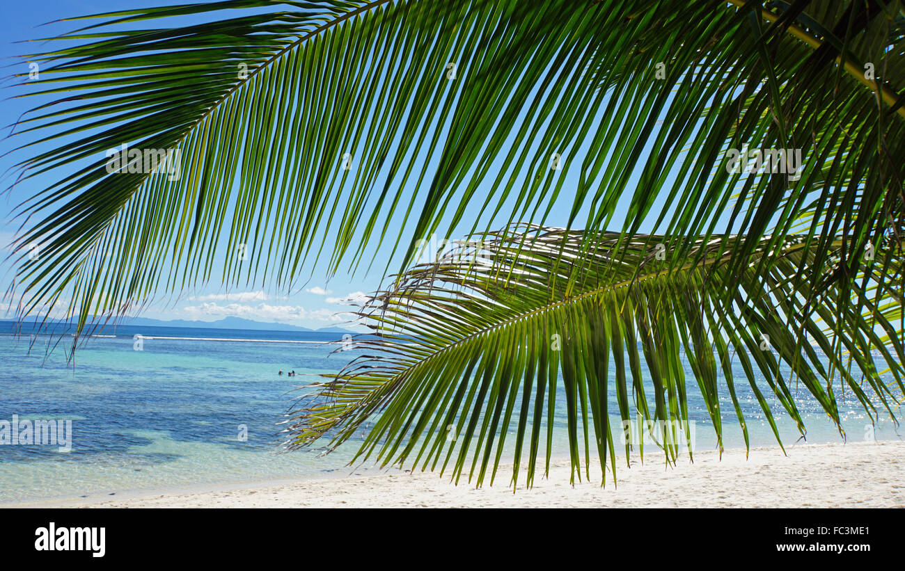palm leaf and beach Stock Photo - Alamy