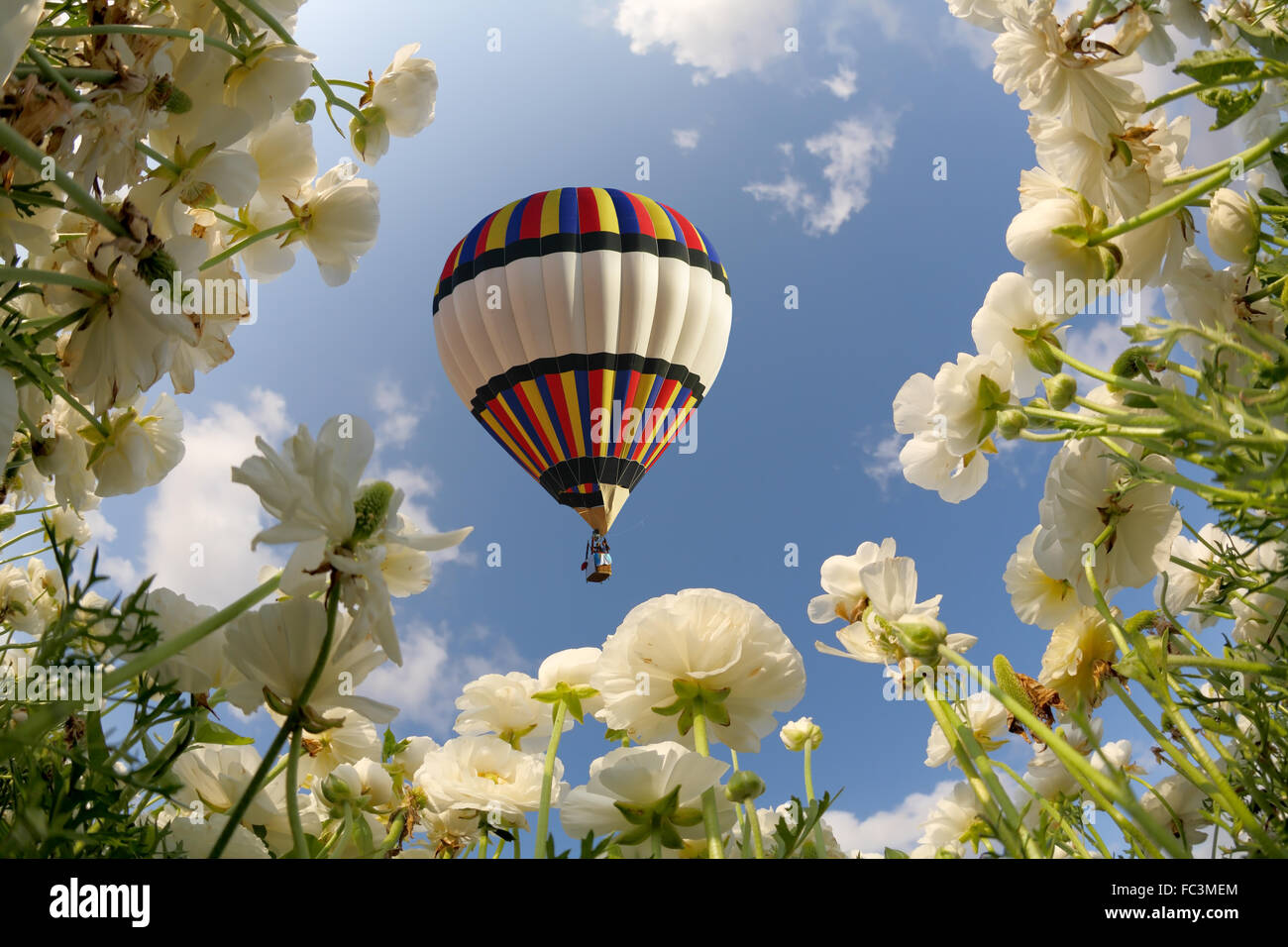 Big balloon flies over field of flowering Stock Photo - Alamy
