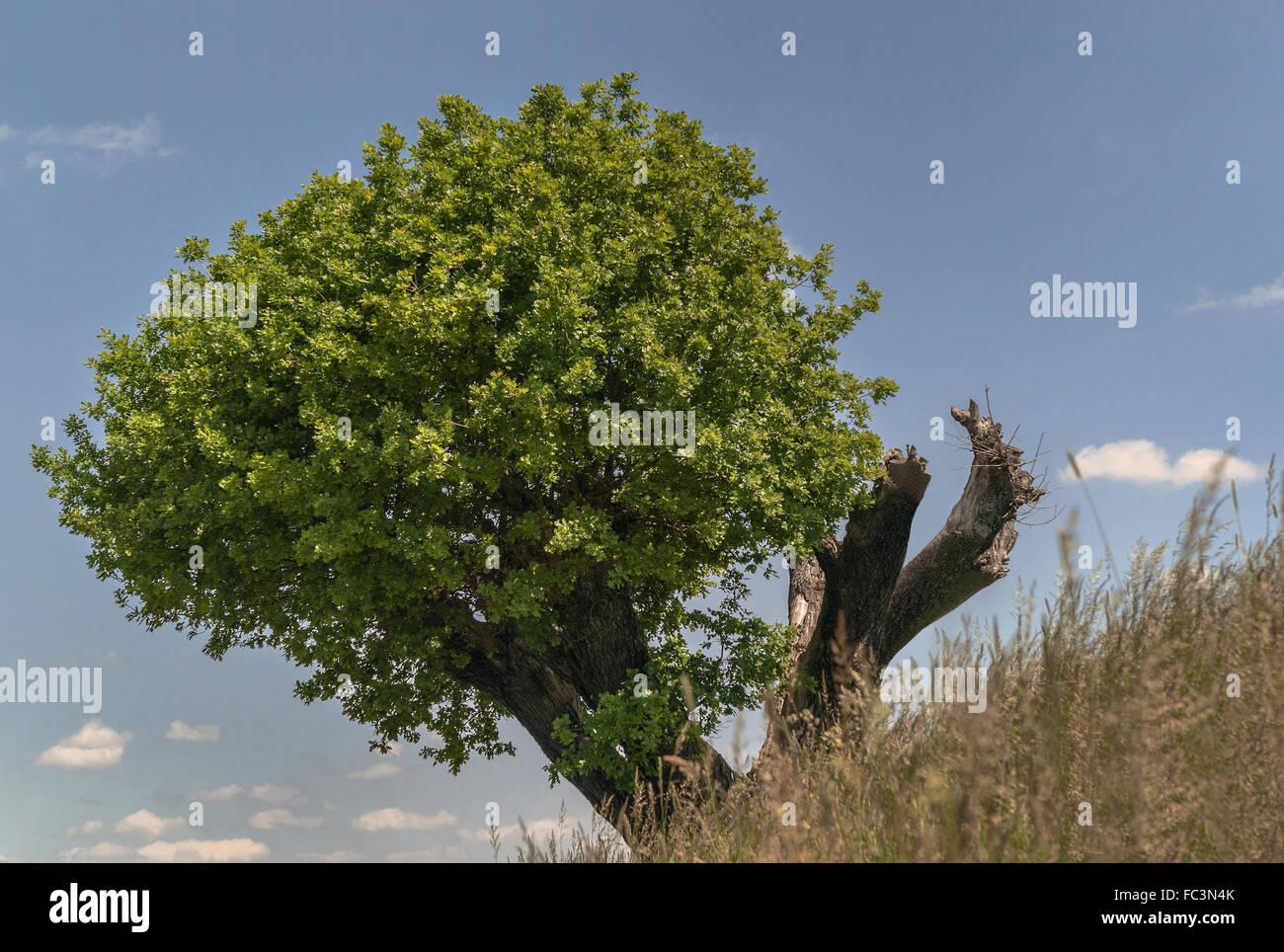 Study of trees hi-res stock photography and images - Alamy