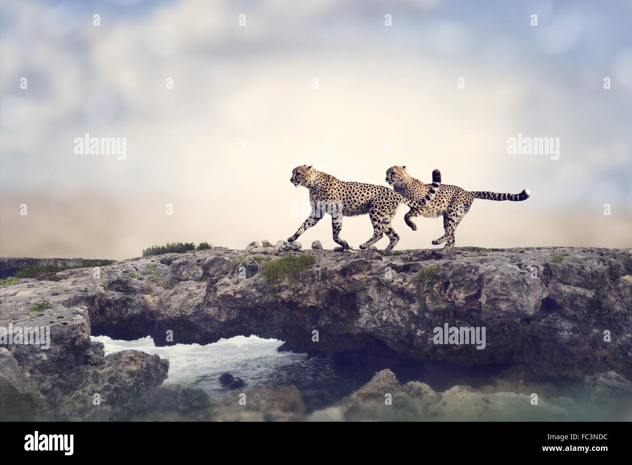 Fast african cheetahs hi-res stock photography and images - Alamy
