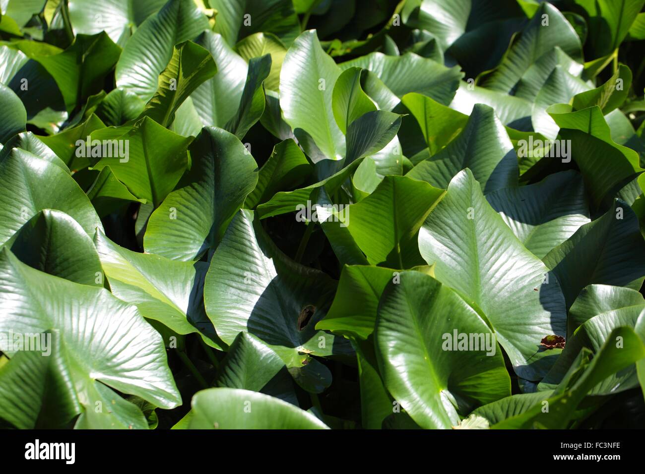 Green leaves in a swamp Stock Photo - Alamy