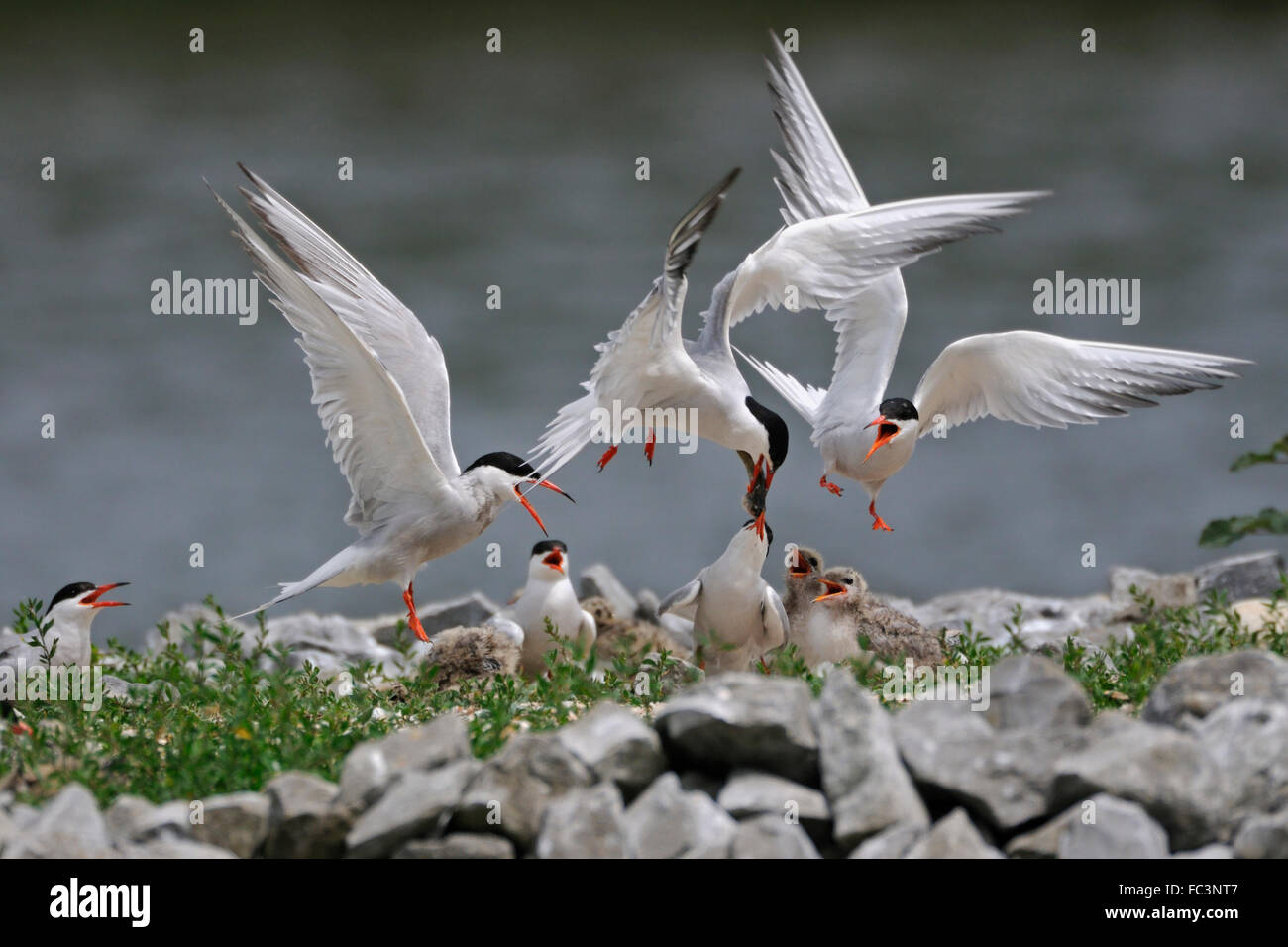 Breeding platform hi-res stock photography and images - Alamy