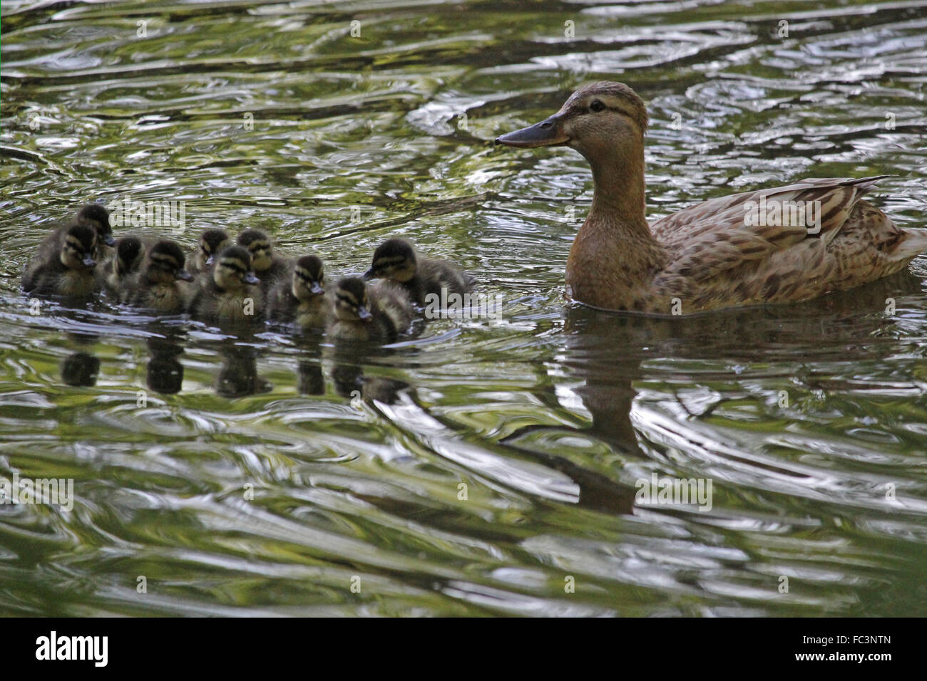 Mallard and mate hi-res stock photography and images - Alamy