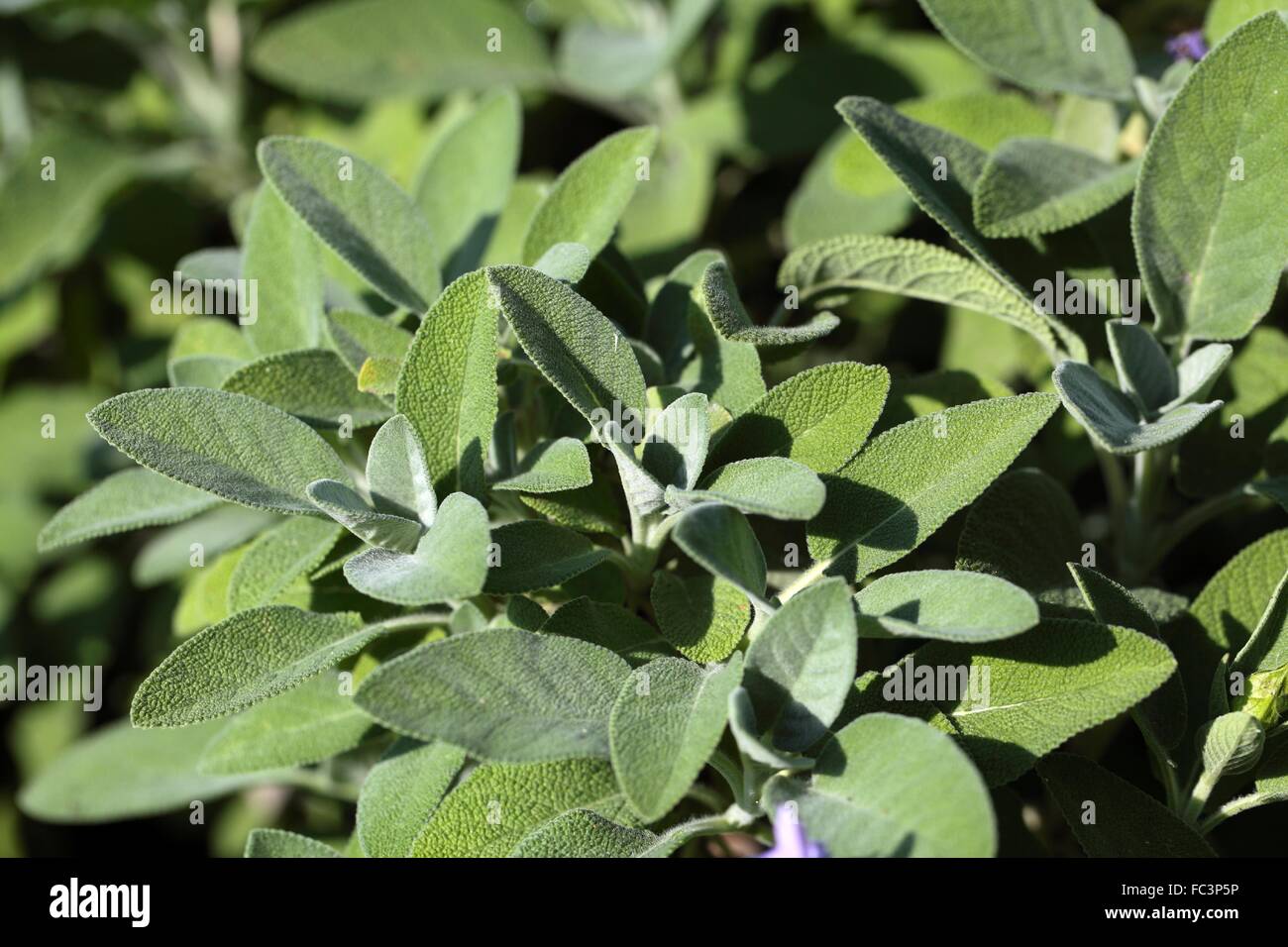 Ornamental Sage Stock Photos & Ornamental Sage Stock Images - Alamy