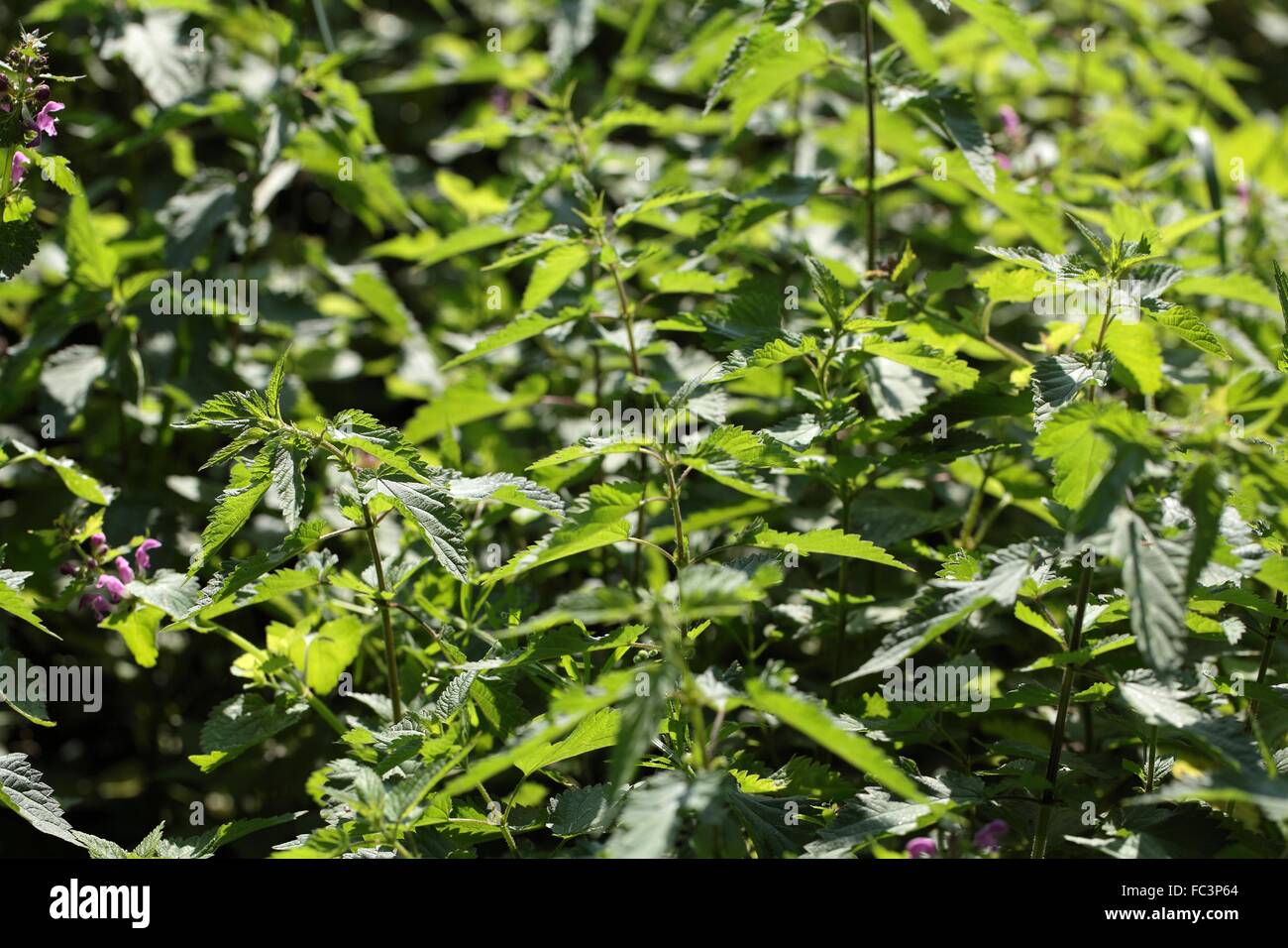 Common stinging nettles hi-res stock photography and images - Alamy