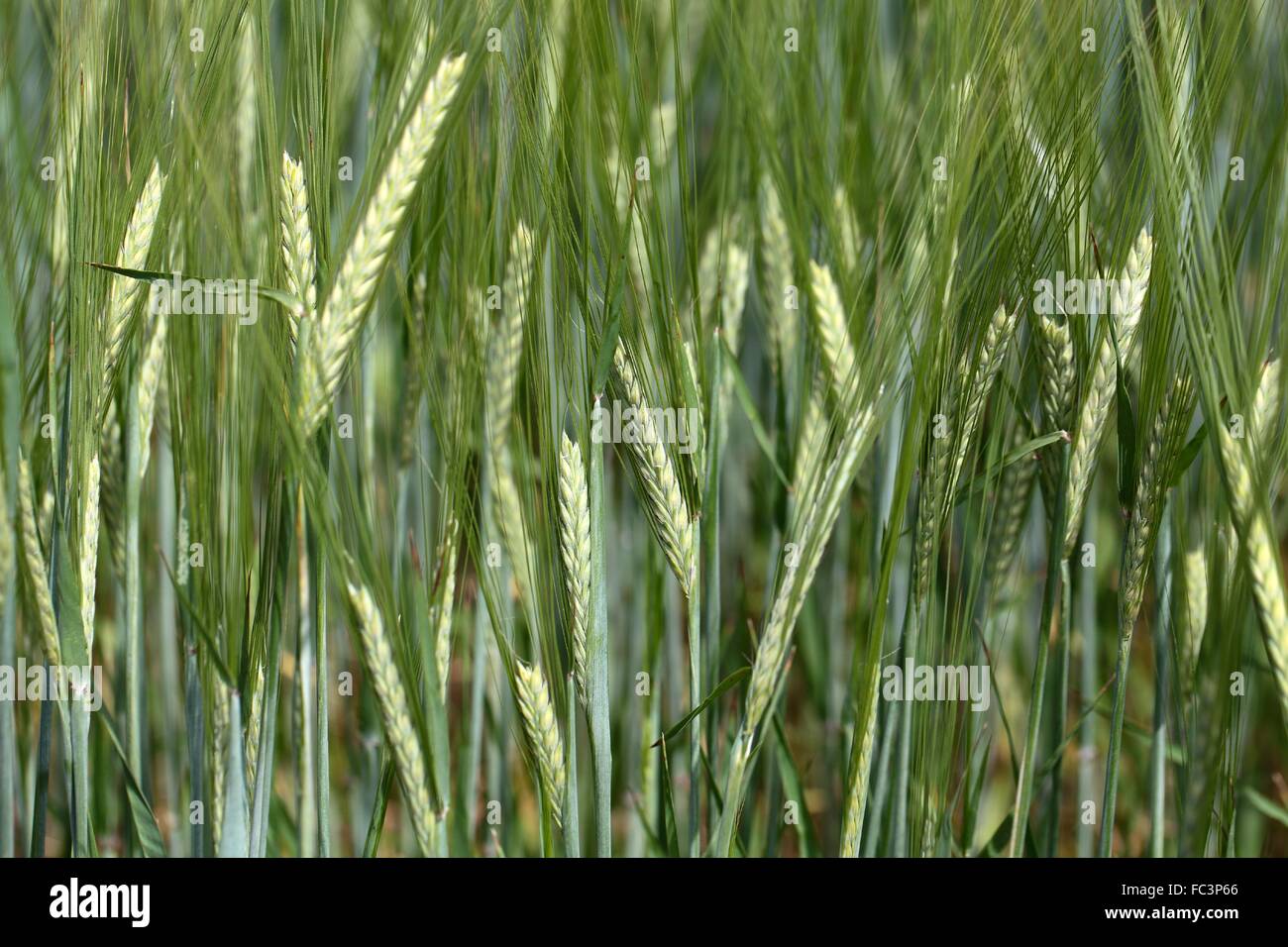 Green Barley Texture High Resolution Stock Photography and Images - Alamy