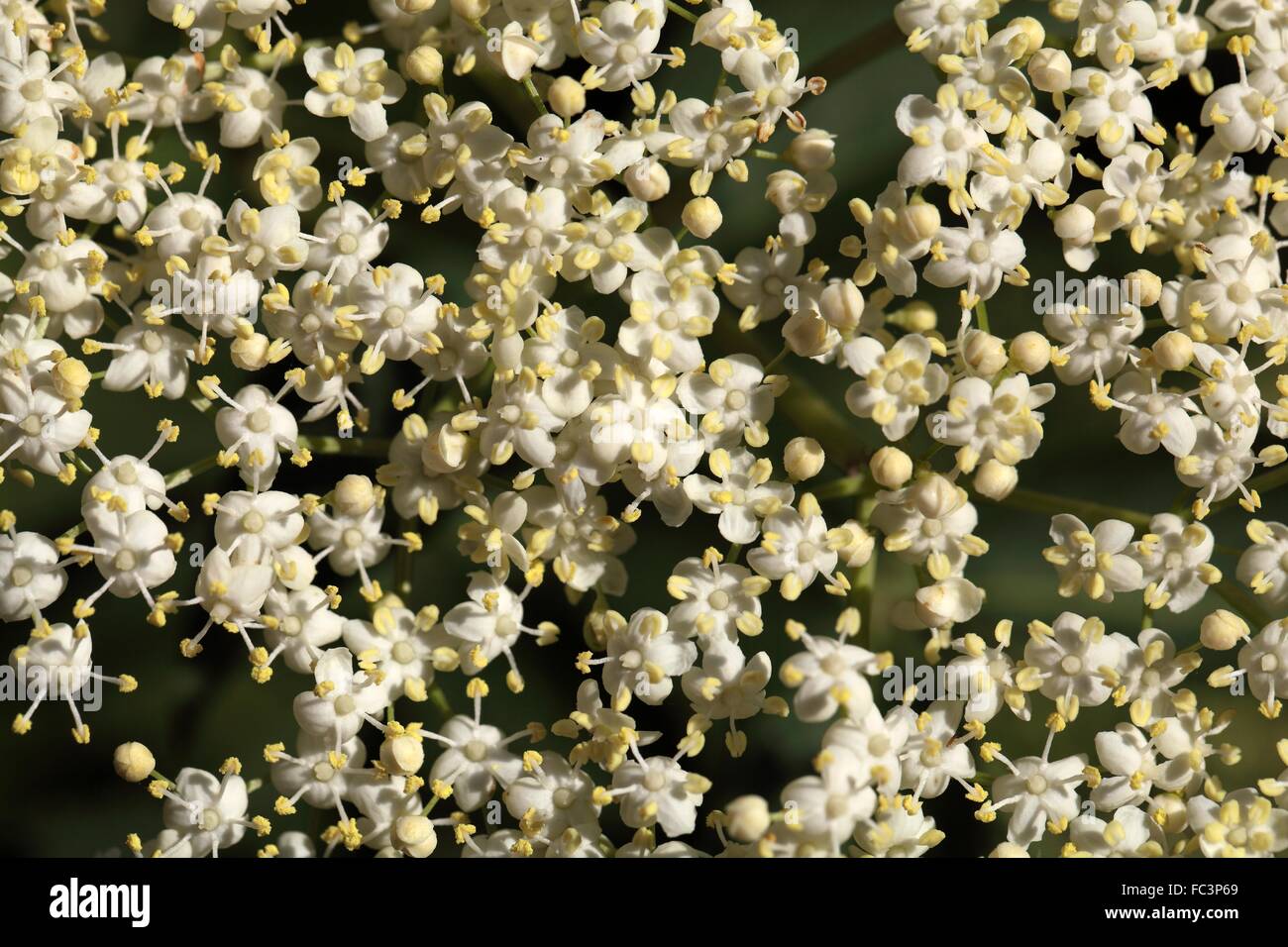 Flowering elderberry hi-res stock photography and images - Alamy
