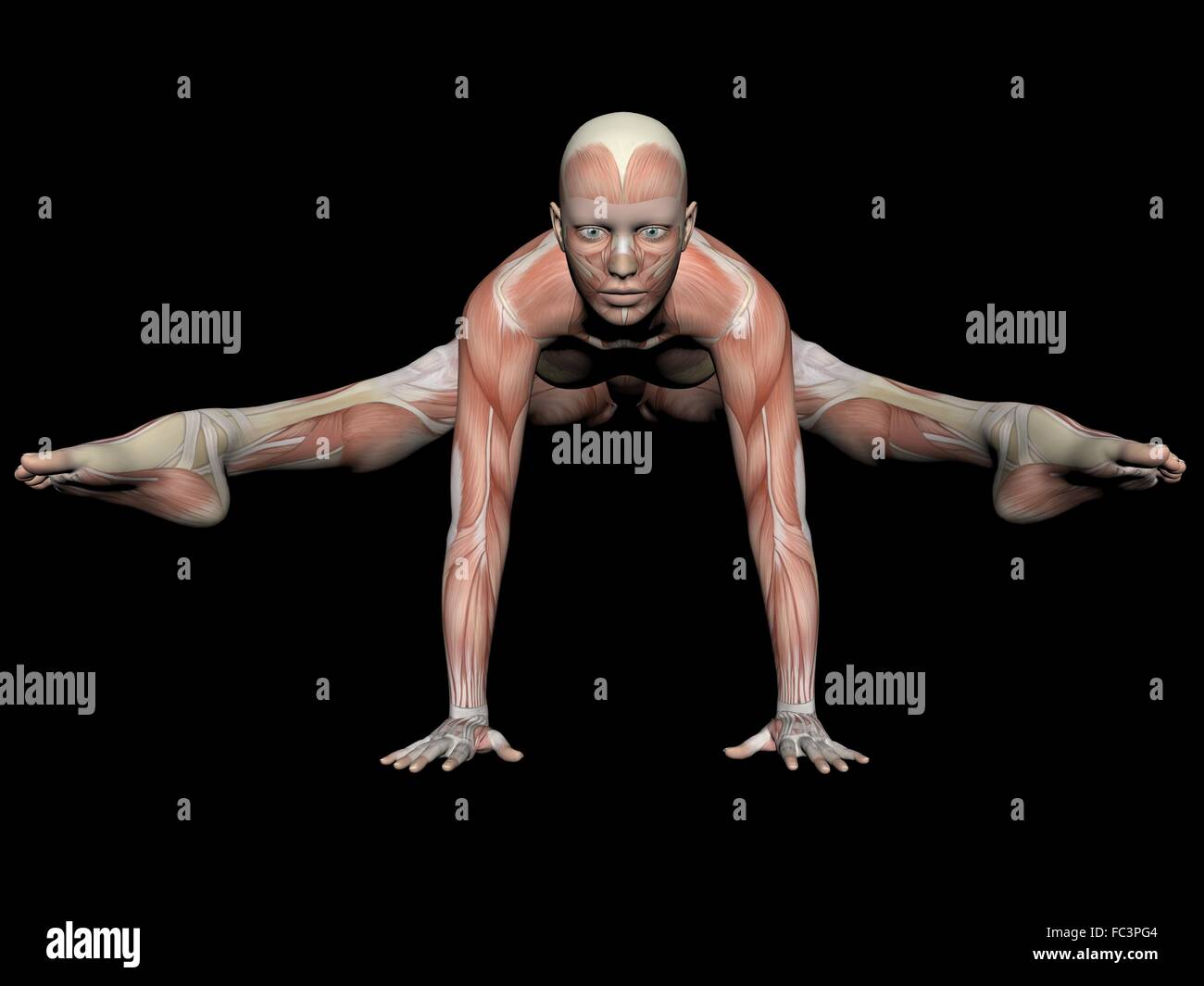 Anatomy figure hi-res stock photography and images - Alamy