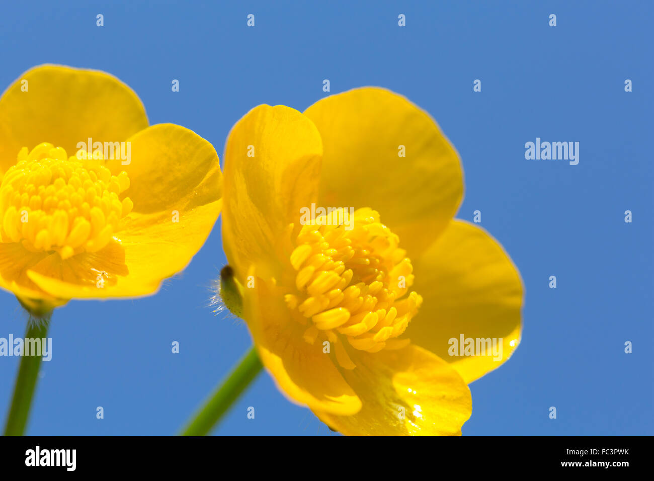 macro of buttercup in front of blue sky Stock Photo - Alamy