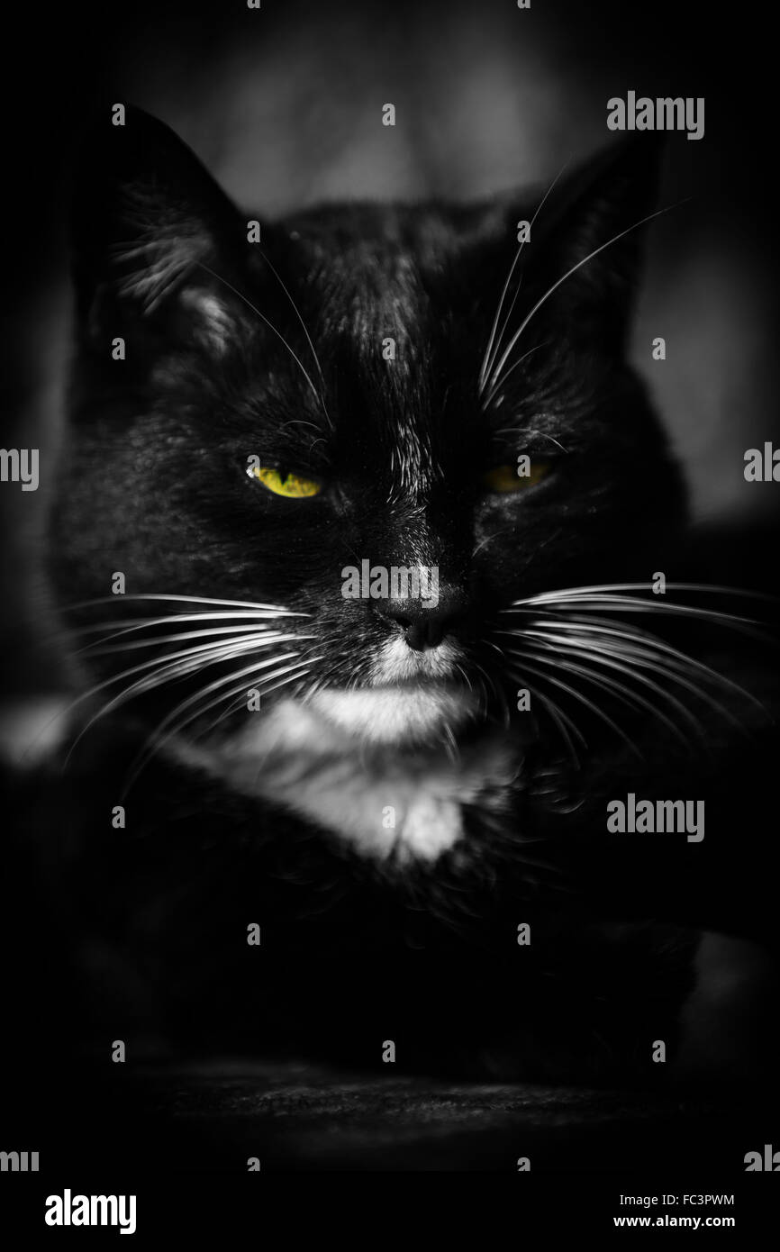 portrait of a black cat Stock Photo - Alamy