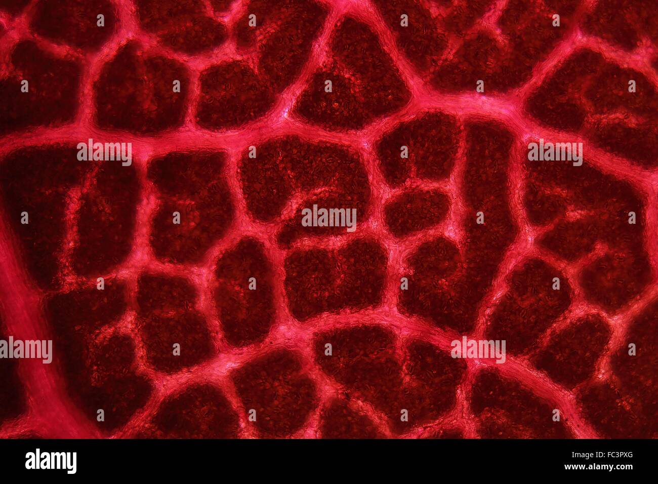 Leaf veins under the microscope Stock Photo - Alamy