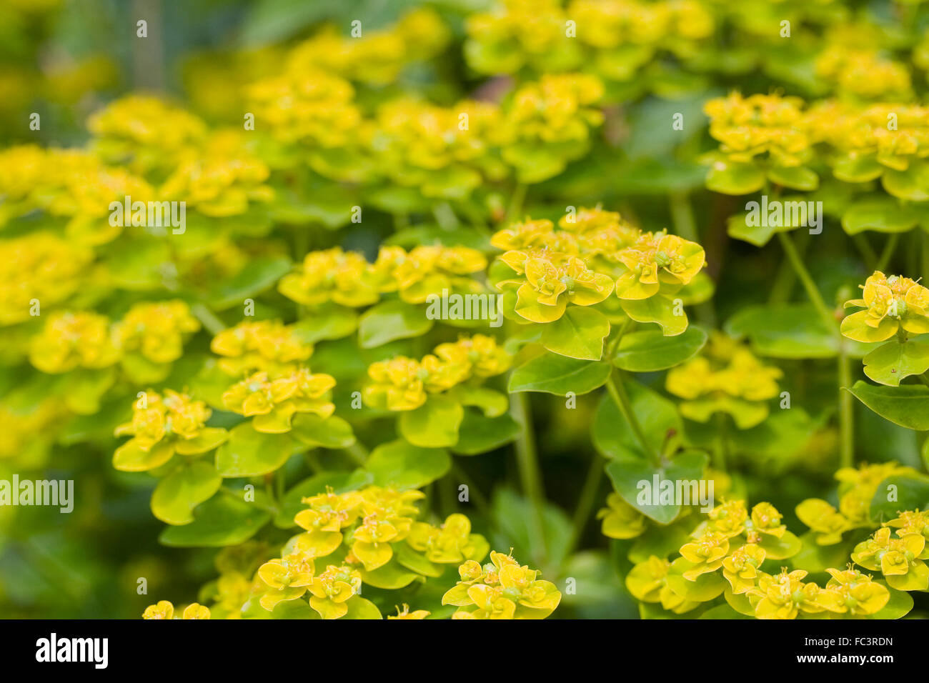 Euphorbias hi-res stock photography and images - Alamy