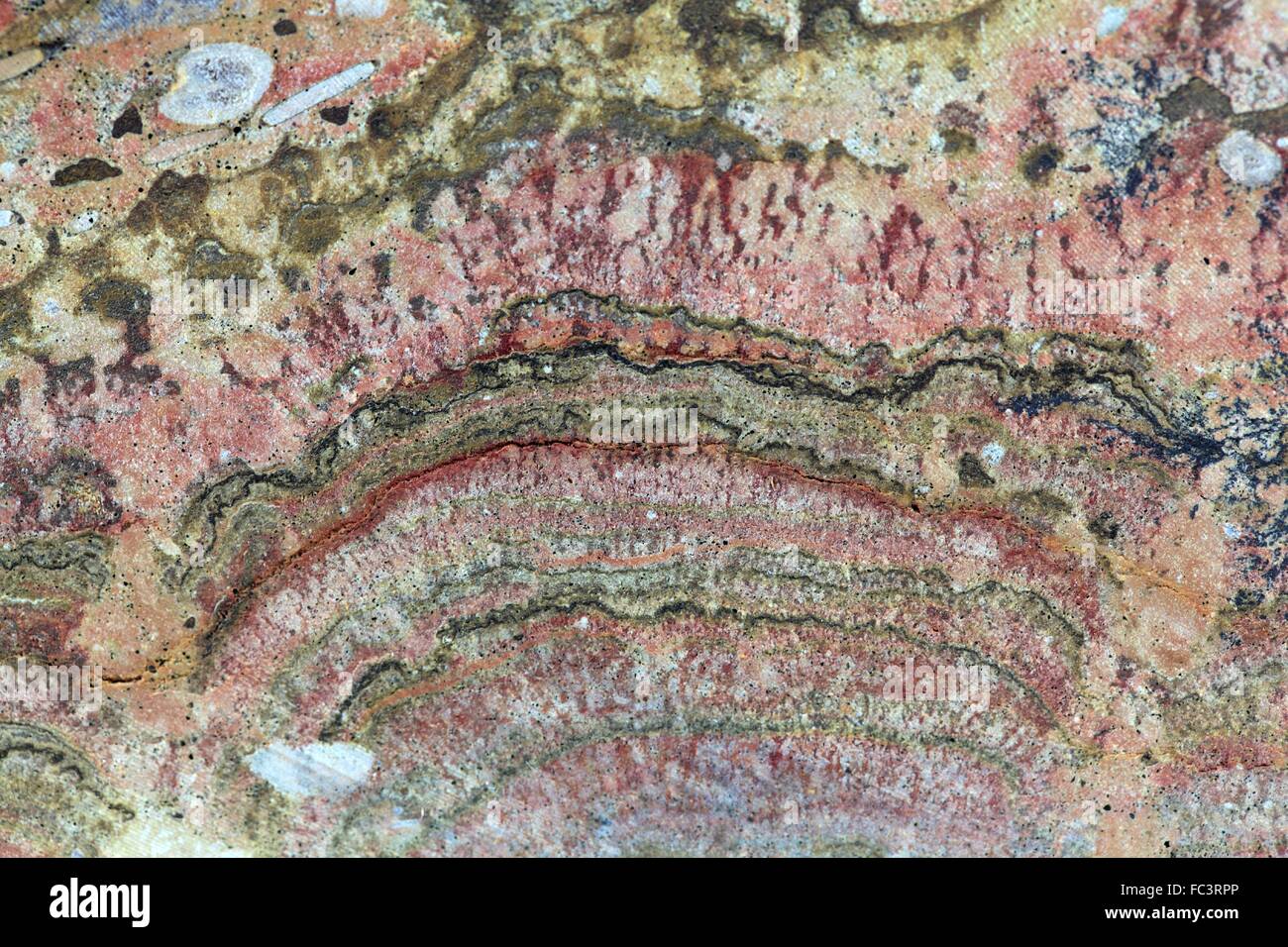 Stromatolites fossils hi-res stock photography and images - Alamy