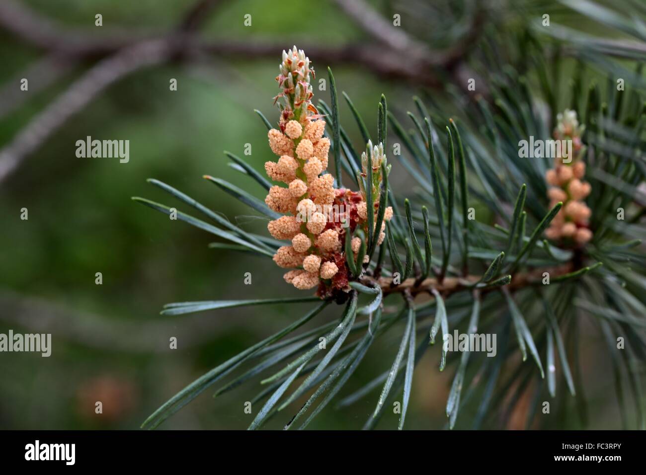 Male pine flower Stock Photo - Alamy