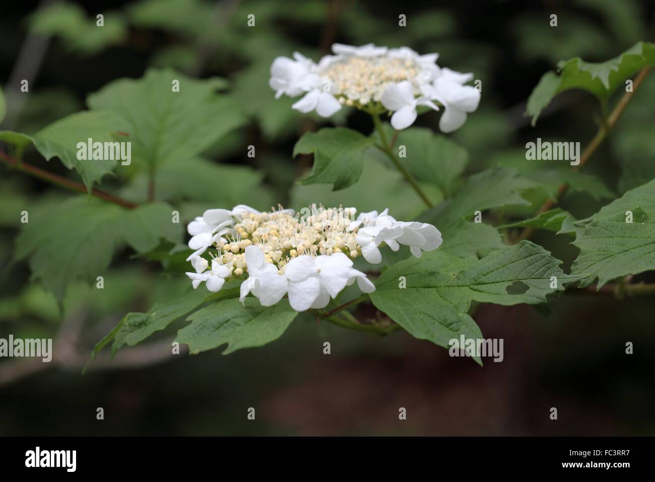 Flower of Guelder Rose Stock Photo - Alamy