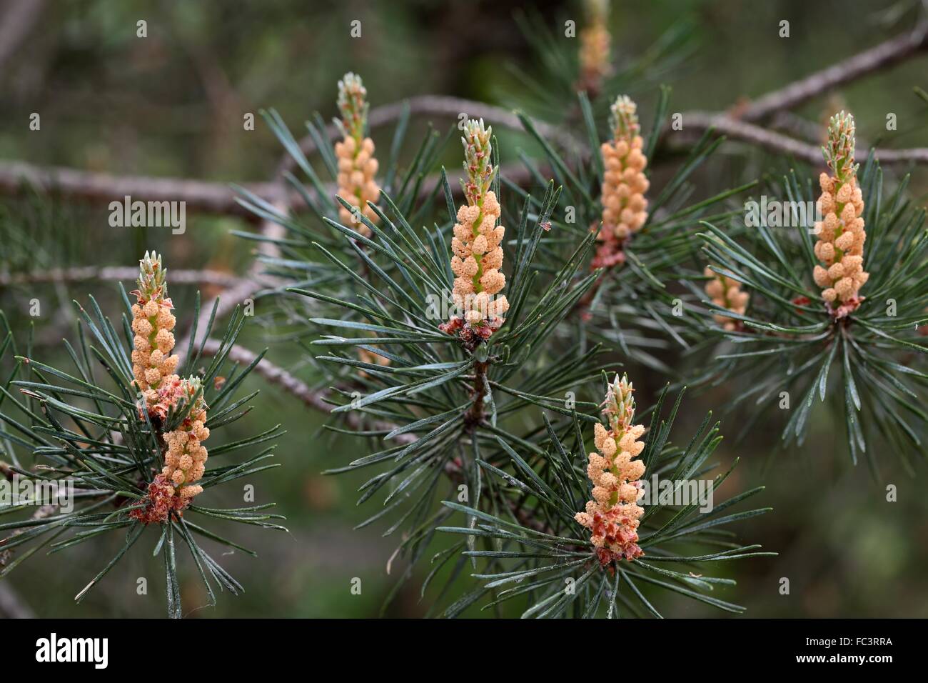 Male pine flower Stock Photo - Alamy