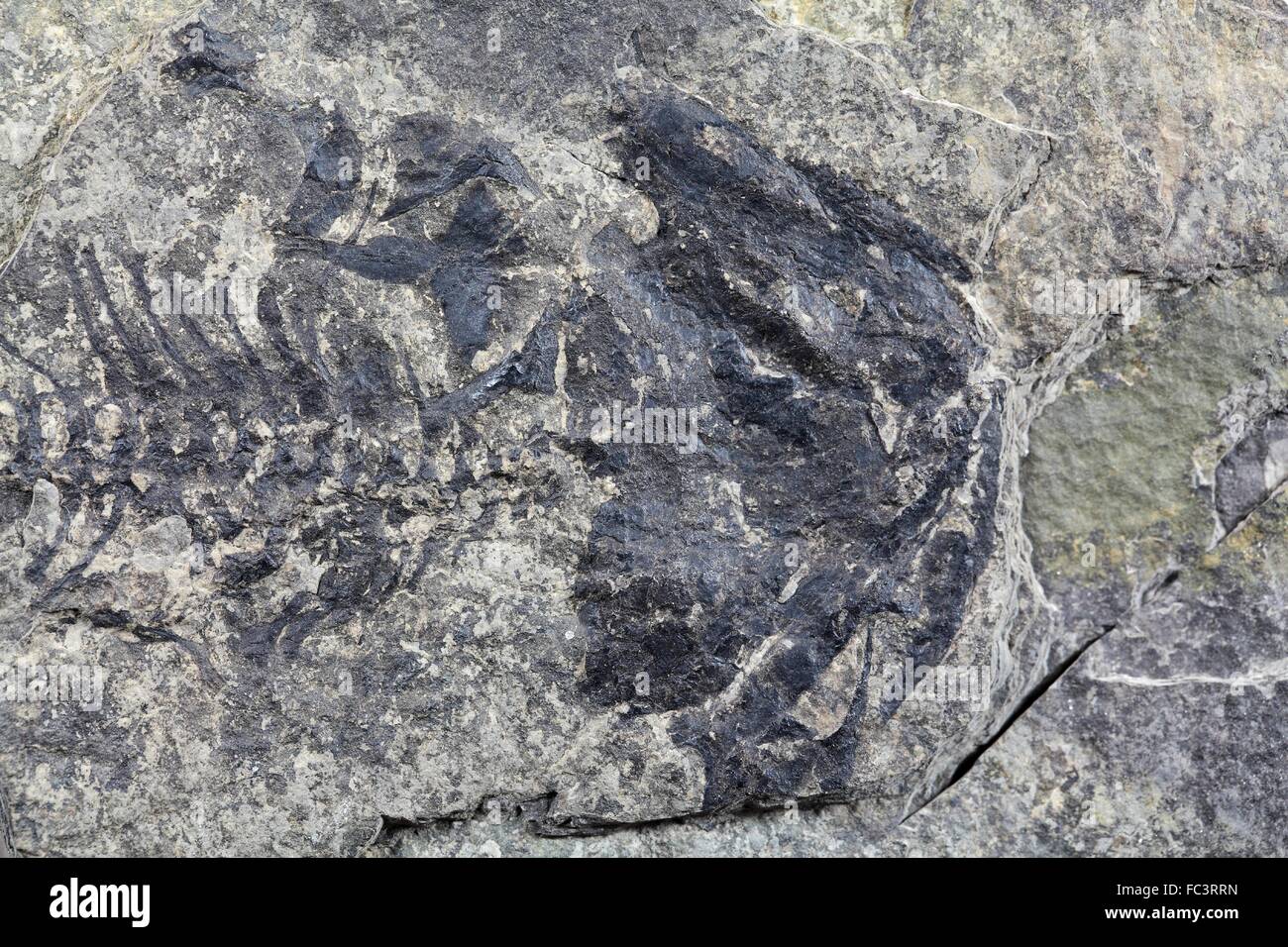 Permian extinction hi-res stock photography and images - Alamy