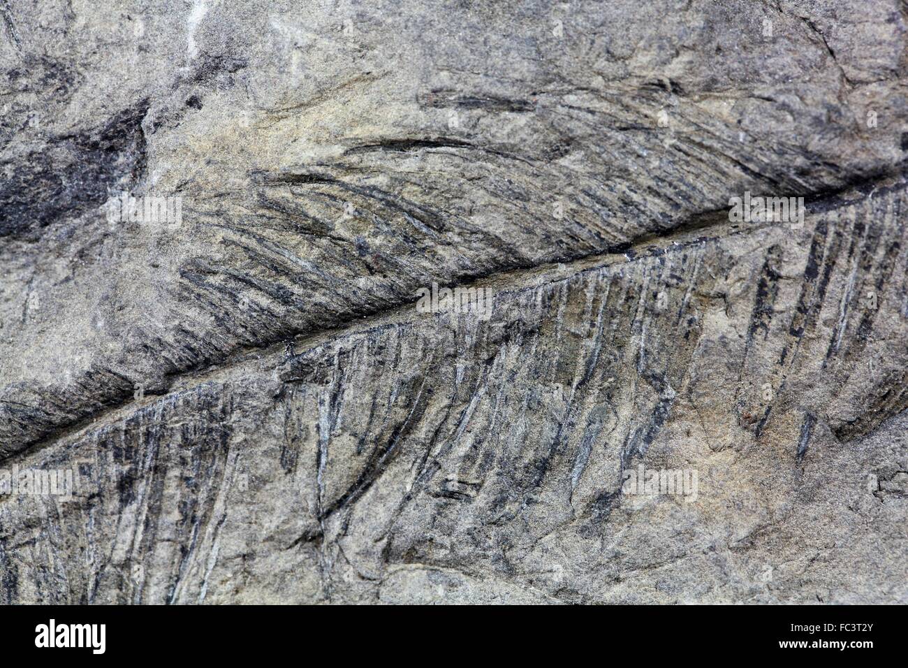 Fossil plant hi-res stock photography and images - Alamy
