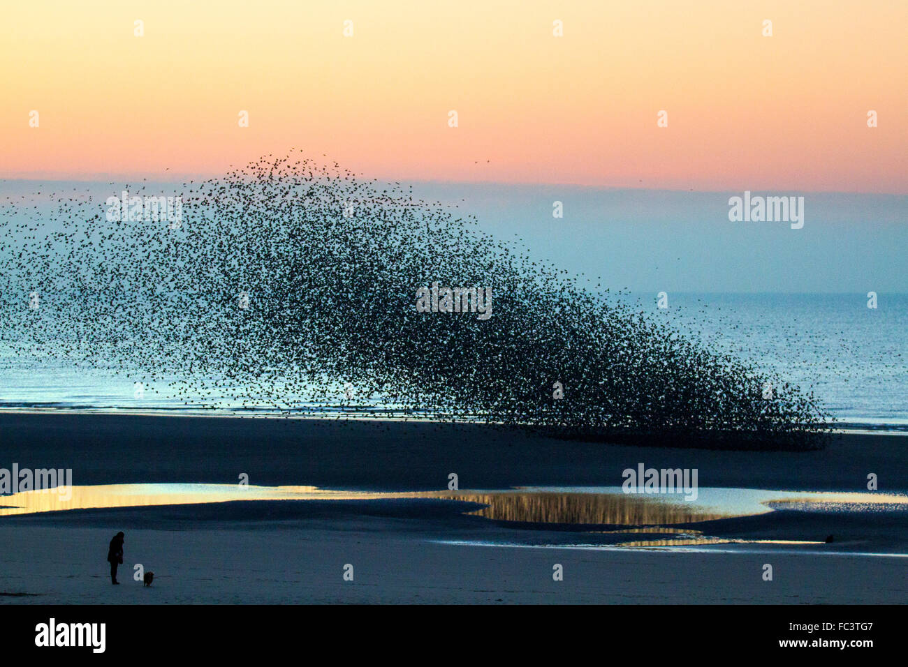 flock fly animal starling flight swarm bird dusk murmuration blackpool ...