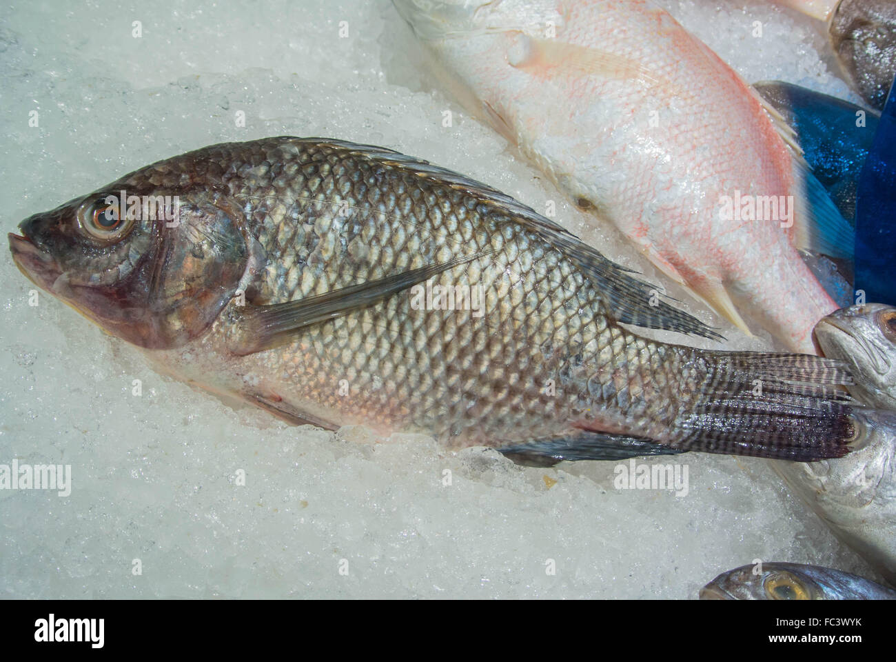 tilapia fish or mango fish display on ice Stock Photo - Alamy