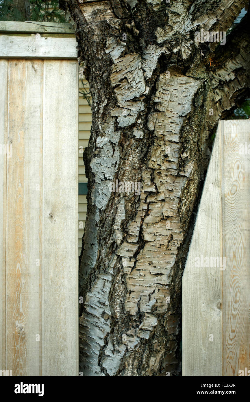 Tree trunk fence hi-res stock photography and images - Alamy
