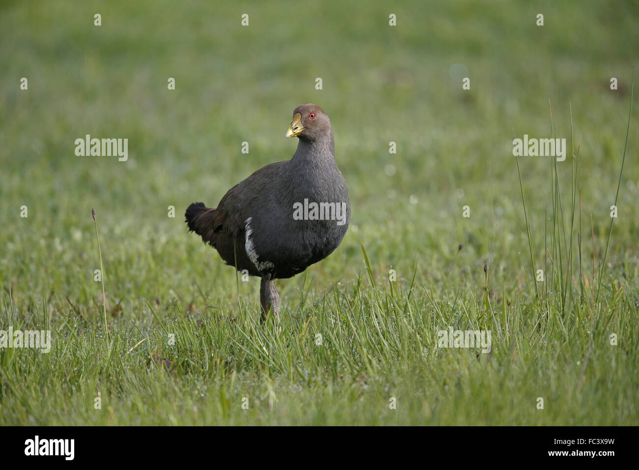 Tasmanian nativehen hi-res stock photography and images - Alamy