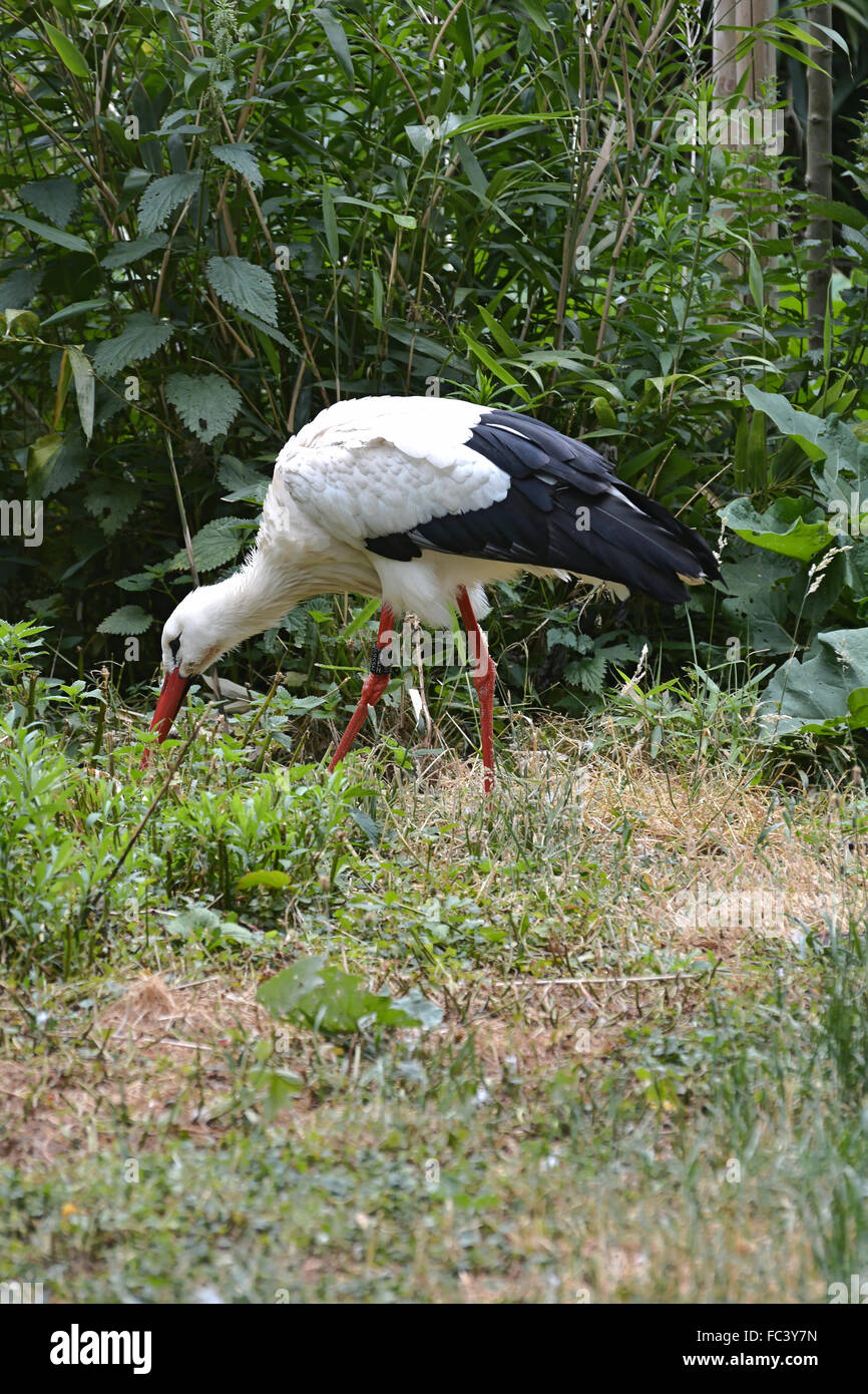 a stork in a garden looking for food Stock Photo - Alamy