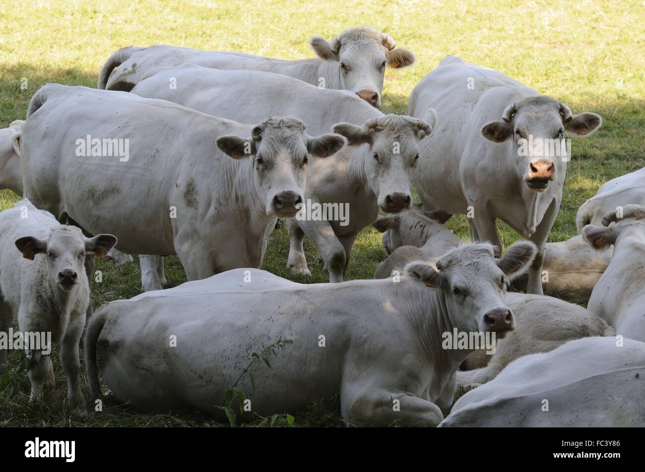 Charolais bull calf hi-res stock photography and images - Alamy