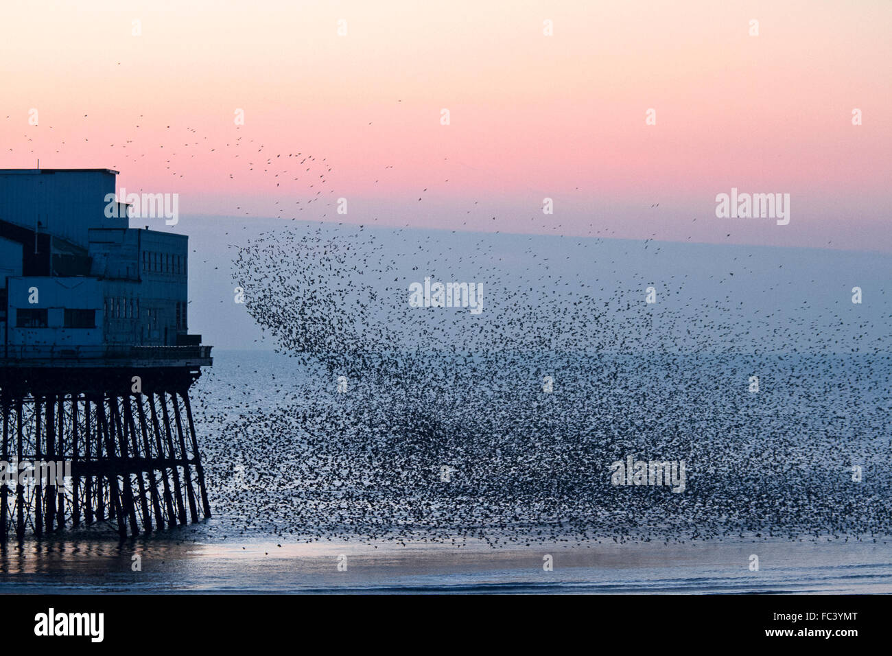 flock fly animal starling flight swarm bird dusk murmuration blackpool ...