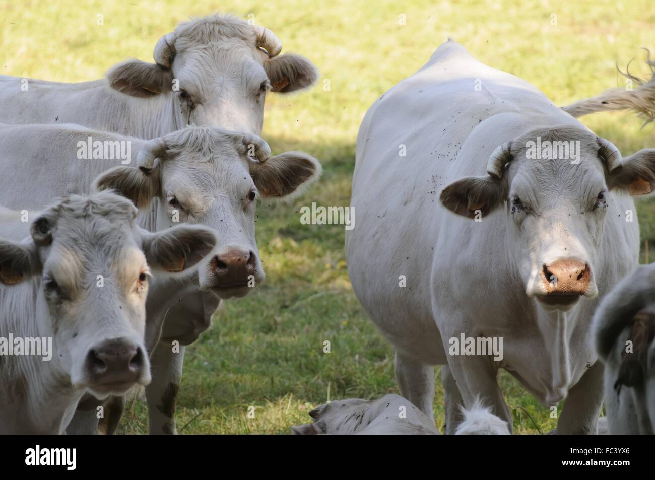 Charolais cattle bull cow calf hi-res stock photography and images - Alamy