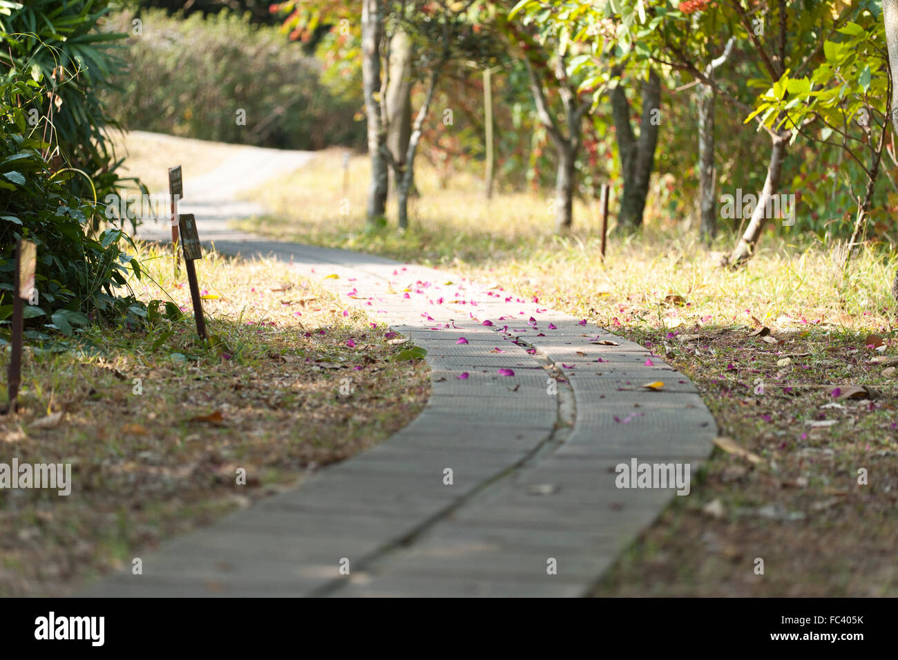 Stone path with flower petal on it Stock Photo - Alamy